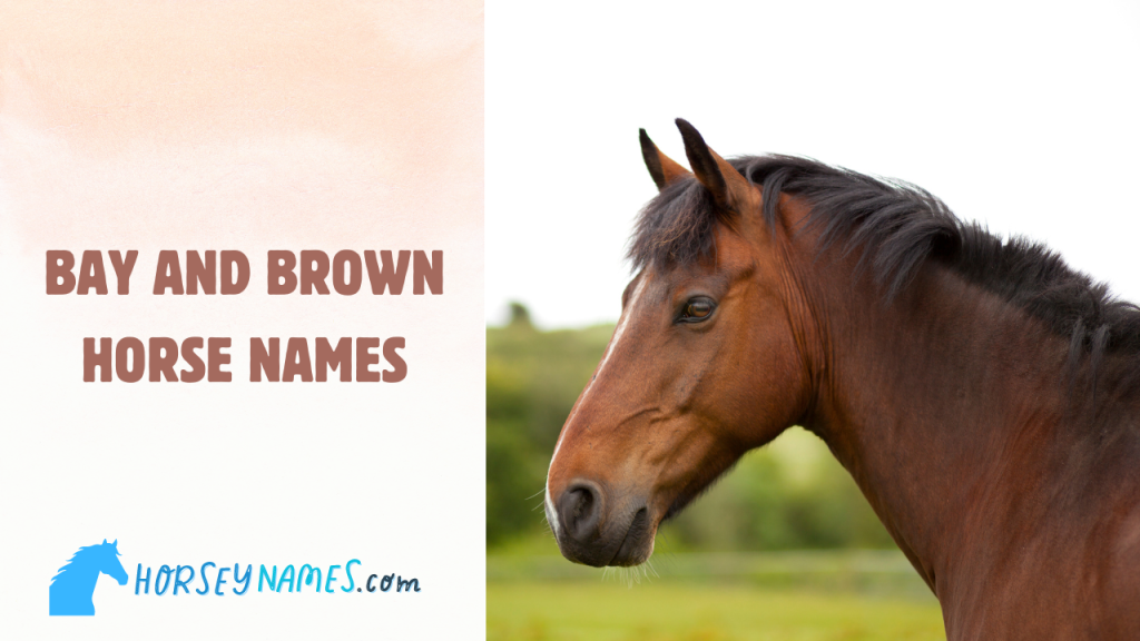 Name Ideas for All Horse Colors