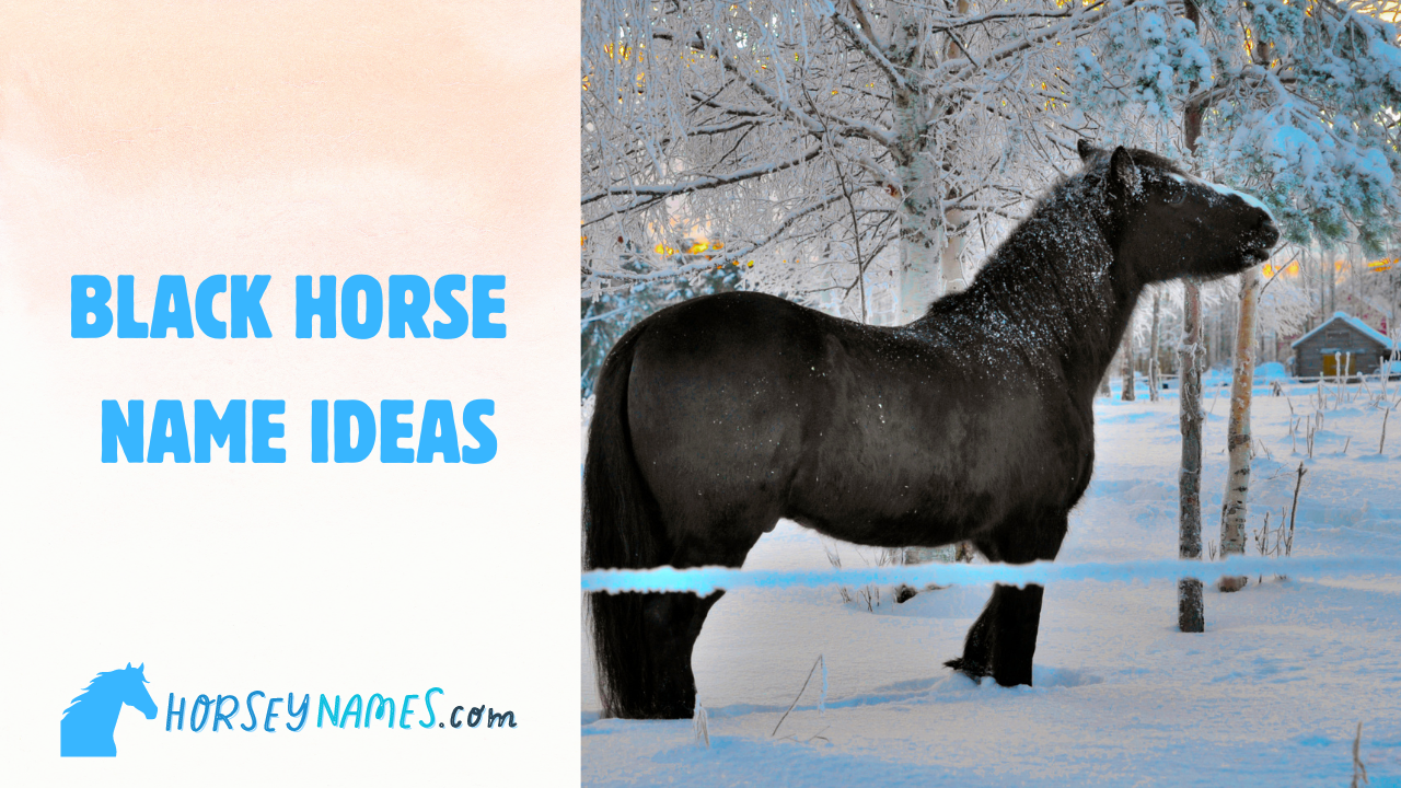 250+ Black Horse Names with Meanings and Generator