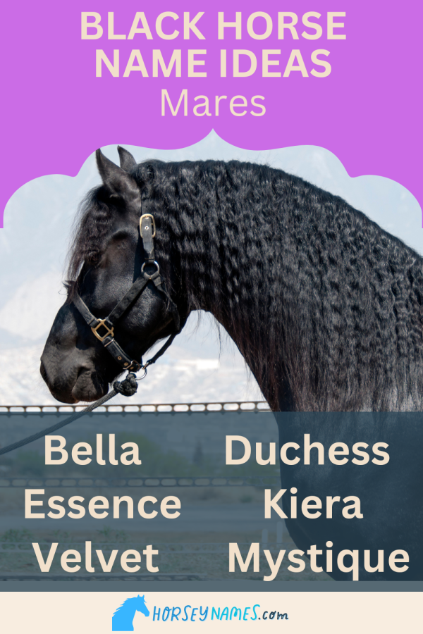 250+ Black Horse Names with Meanings and Generator