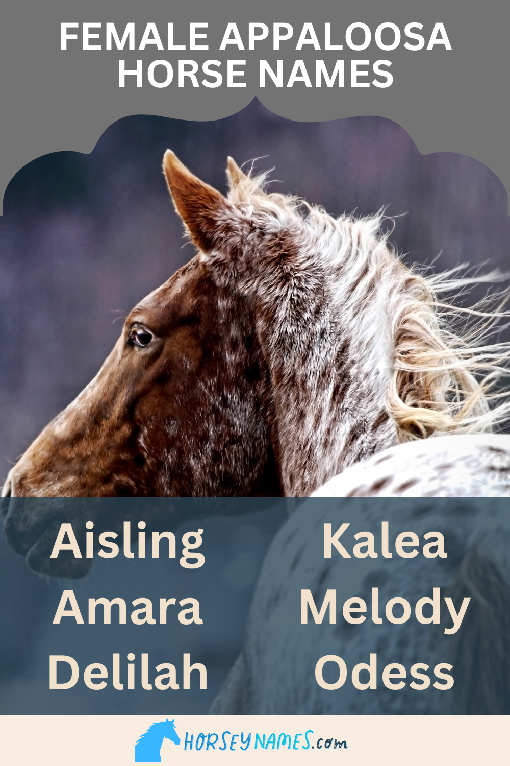 220+ Appaloosa Horse Names with Meanings and Generator