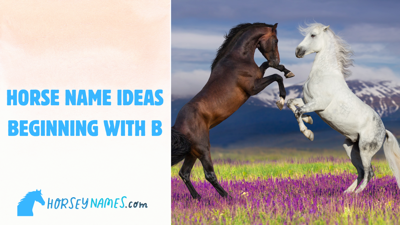 170+ Horse Names Beginning with B with Meanings and Generator
