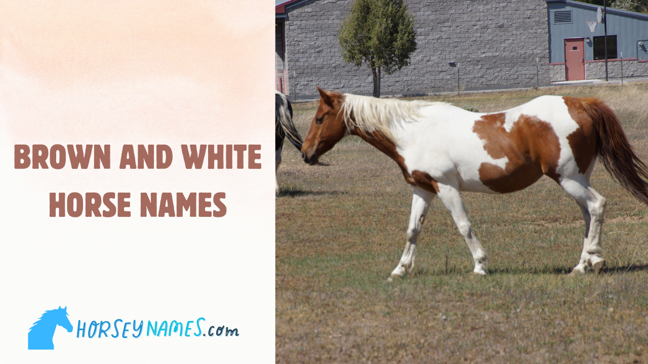 280+ Brown and White Horse Names with Generator