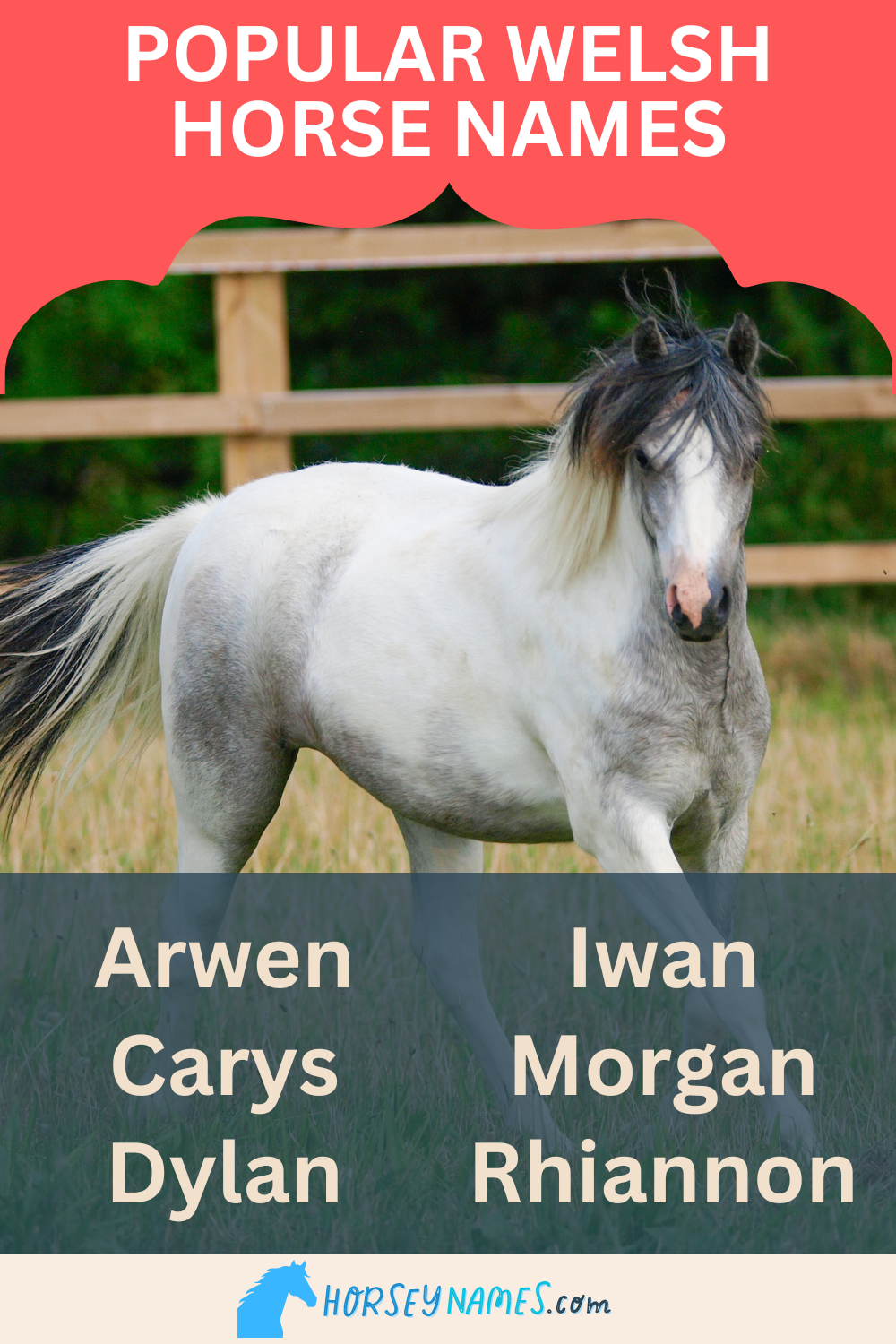 255+ Welsh Horse Names with Meanings and Generator