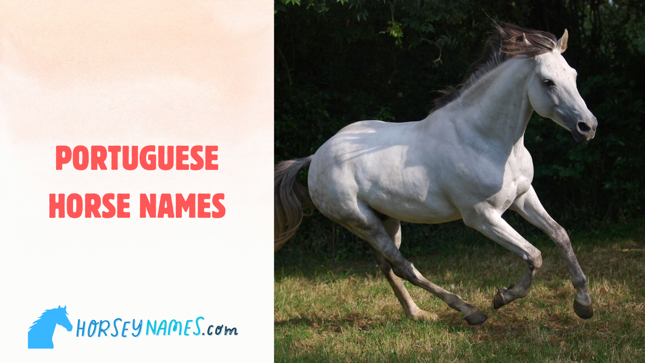 300+ Portuguese Horse Names with Meanings and Generator